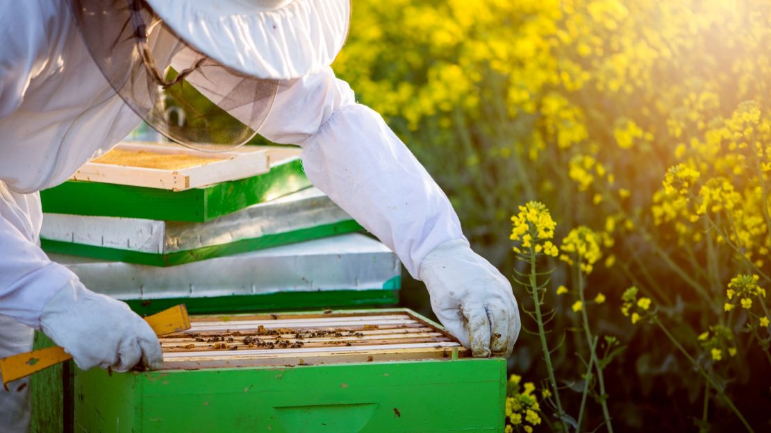 Crowdfunding per tutelare gli insetti impollinatori | Intesa Sanpaolo