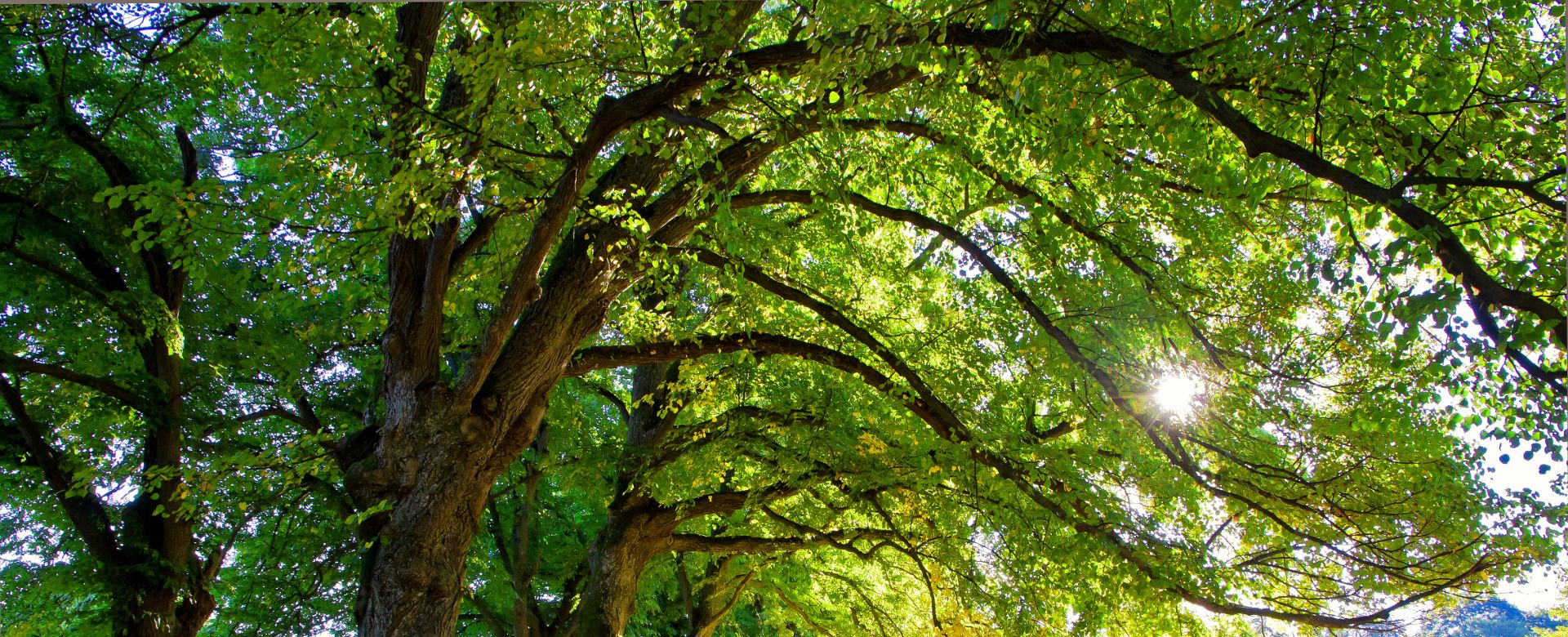 “Think Forestry”: Intesa Sanpaolo plants 1,000 new trees in Varese ...