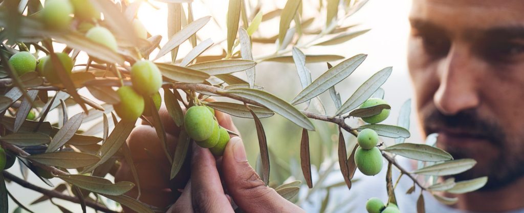 Intesa Sanpaolo allocates €1bn to olive oil supply chain | Intesa Sanpaolo